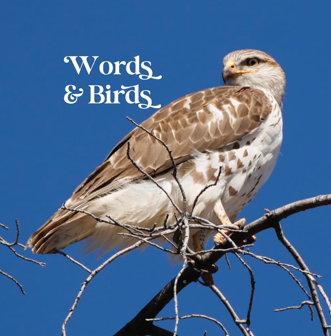 Words and Birds